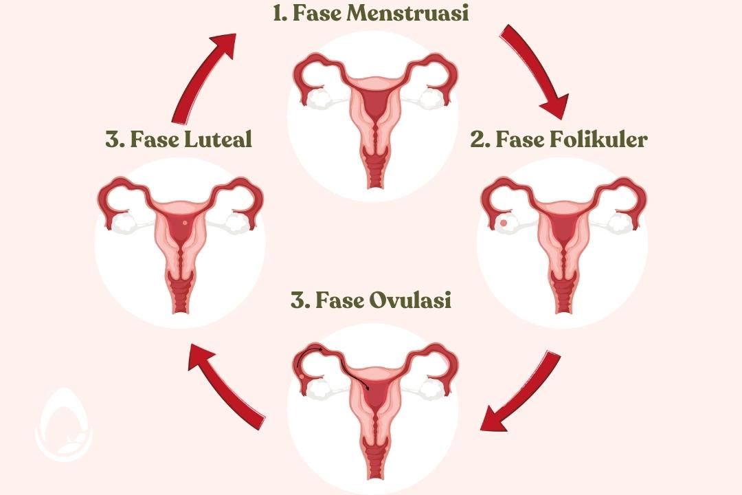Mengenal Ovulasi: Kunci Masa Subur dan Peluang Kehamilan
