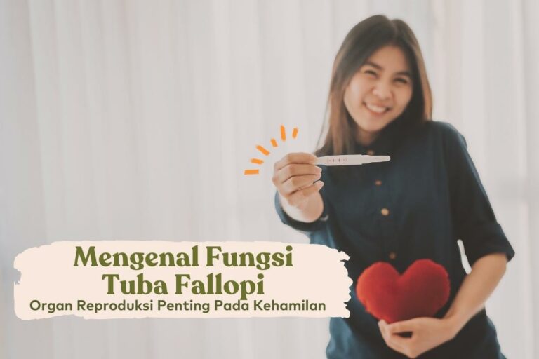 Tuba Fallopi - Fungsi dan Peran Pentingnya Pada Kehamilan