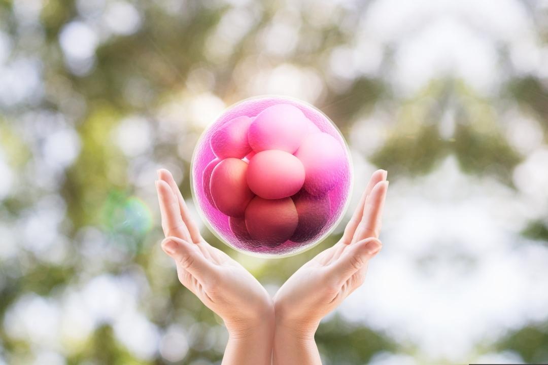 Frozen Embryo Transfer - Teknologi Dalam Program Bayi Tabung