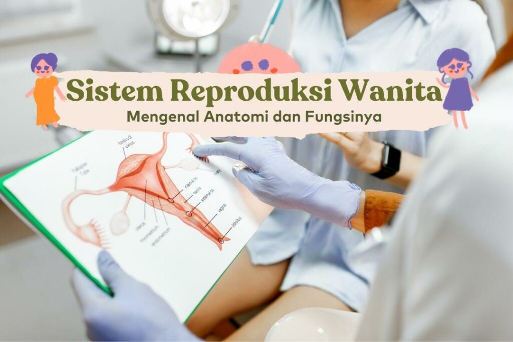 Sistem Reproduksi Wanita - Anatomi & Fungsinya