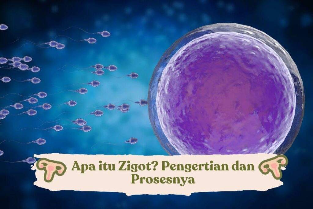 Apa itu Zigot? Pengertian dan Prosesnya - Bocah Indonesia