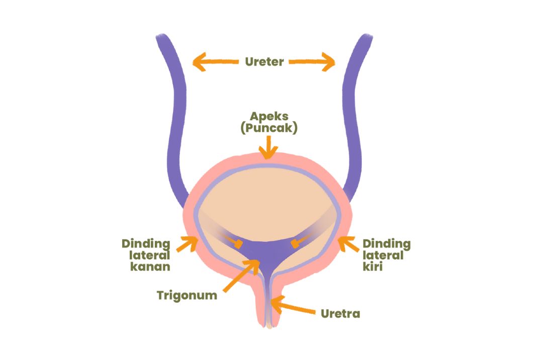 Kandung Kemih: Anatomi, Fungsi, dan Berbagai Infeksinya
