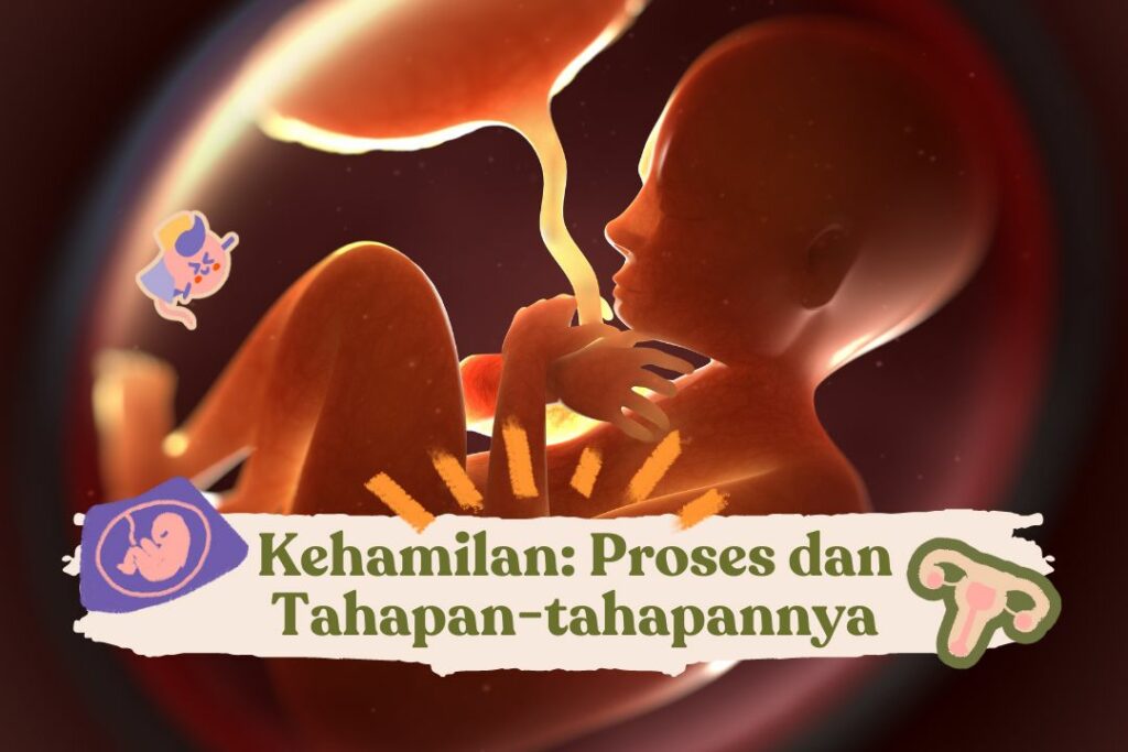 Bagaimana Proses terjadinya kehamilan dan Tahap-tahapannya