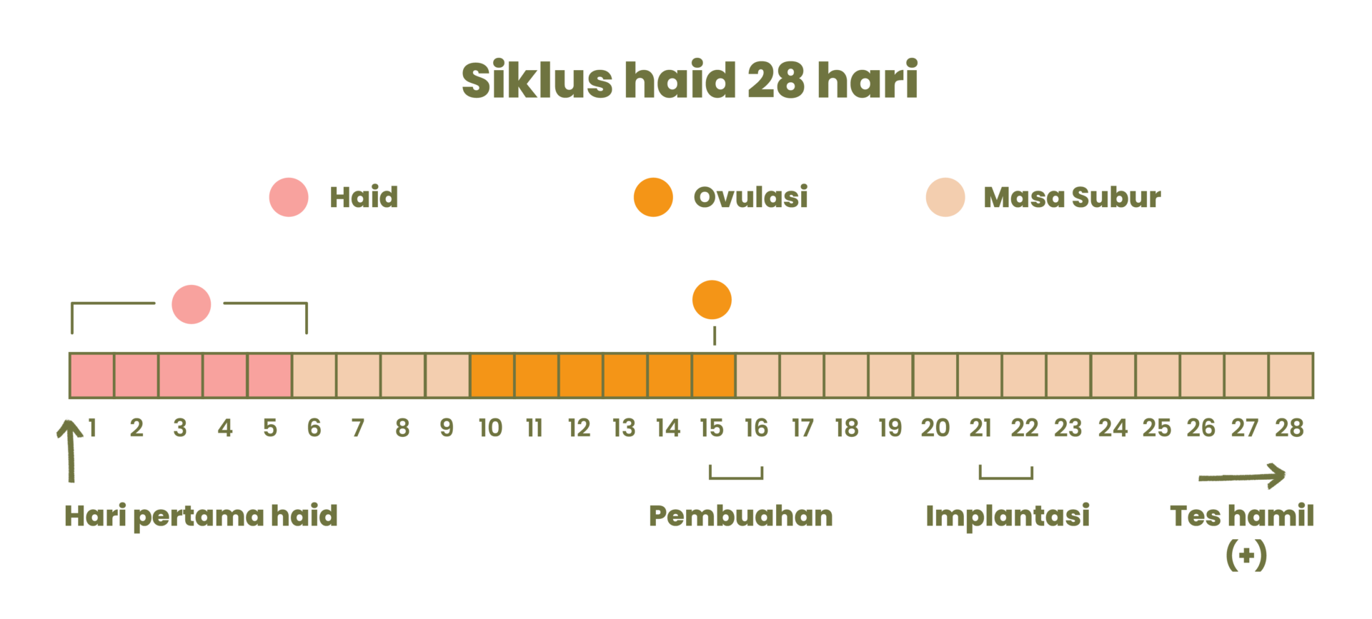 Bagaimana Proses terjadinya kehamilan dan Tahap-tahapannya