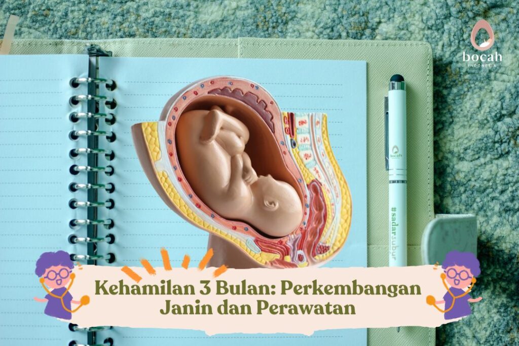 Kehamilan 3 Bulan Perkembangan Janin & Organ yang terbentuk