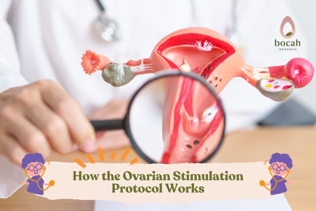 How the Ovarian Stimulation Protocol Works