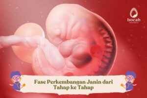 Embriogenesis Perkembangan Janin Tahap Demi Tahap